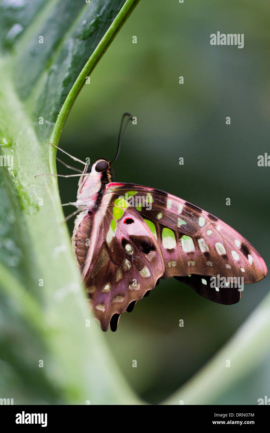 Tailed Jay Butterfly Stock Photo - Alamy