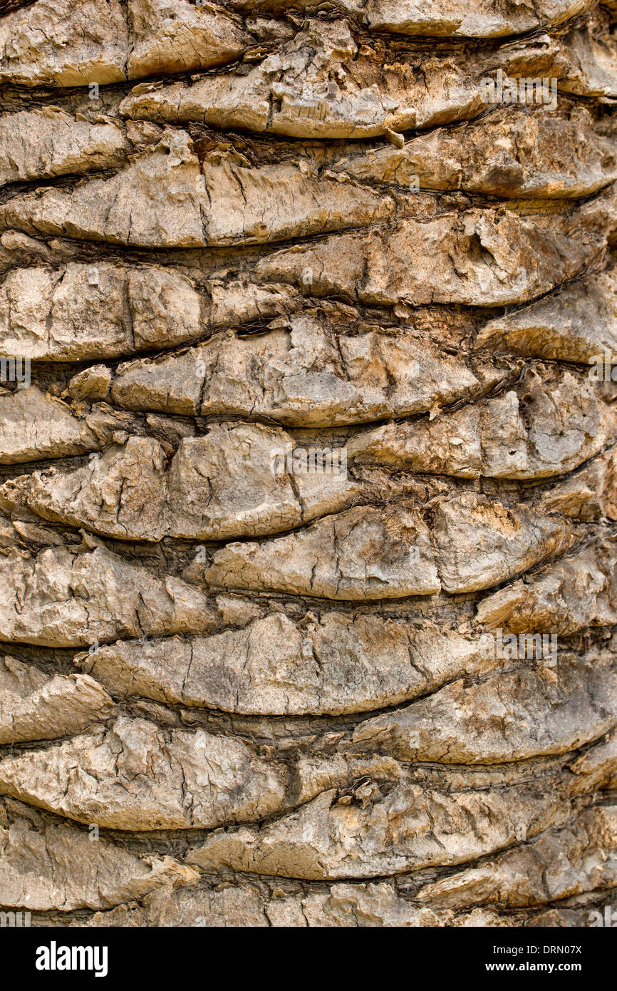 Texture palms close-up Stock Photo - Alamy
