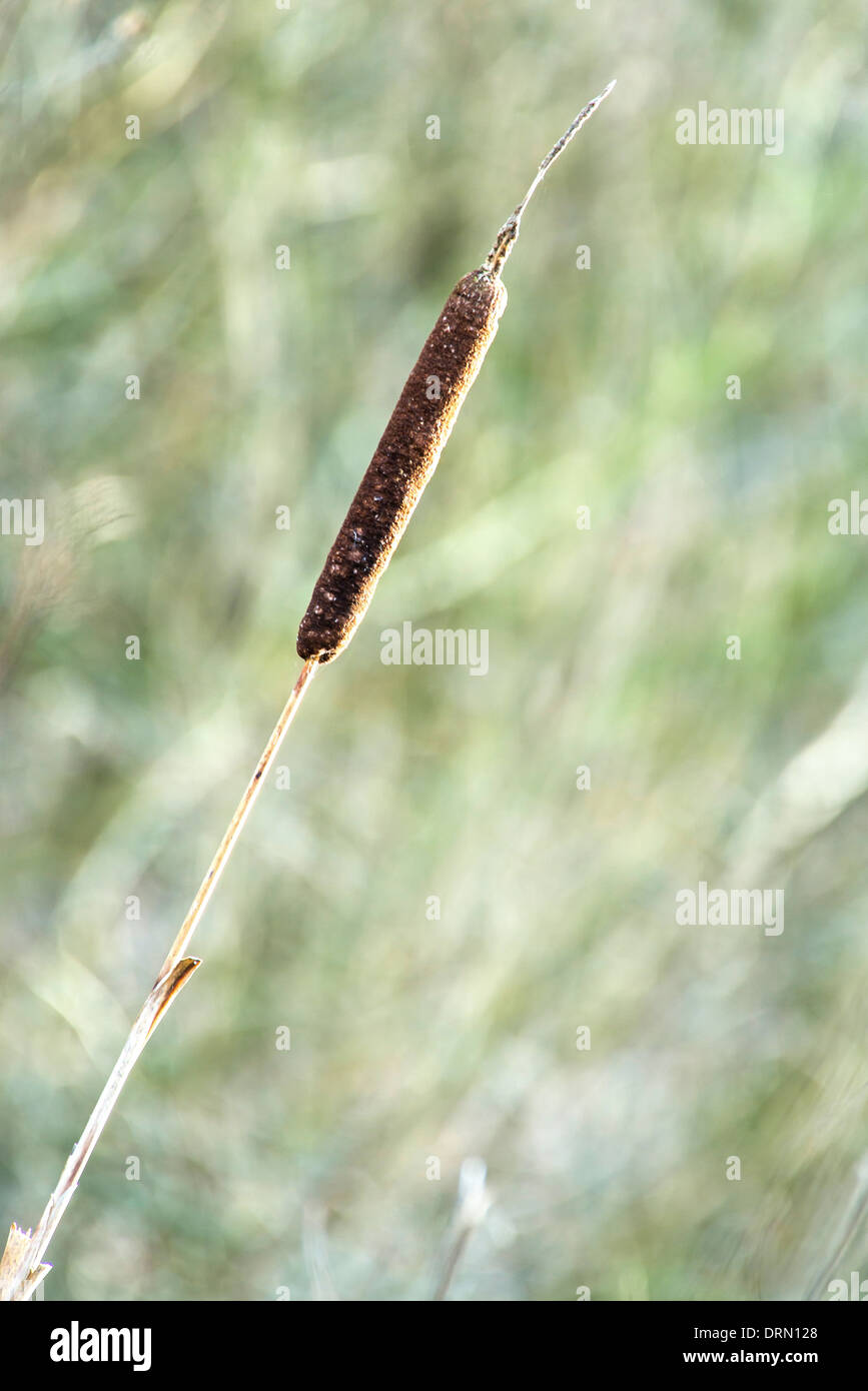 Grassesfamily hi-res stock photography and images - Alamy