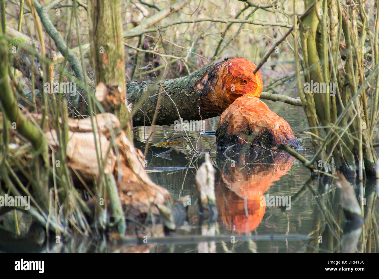 Beaver chewed tree hi-res stock photography and images - Alamy