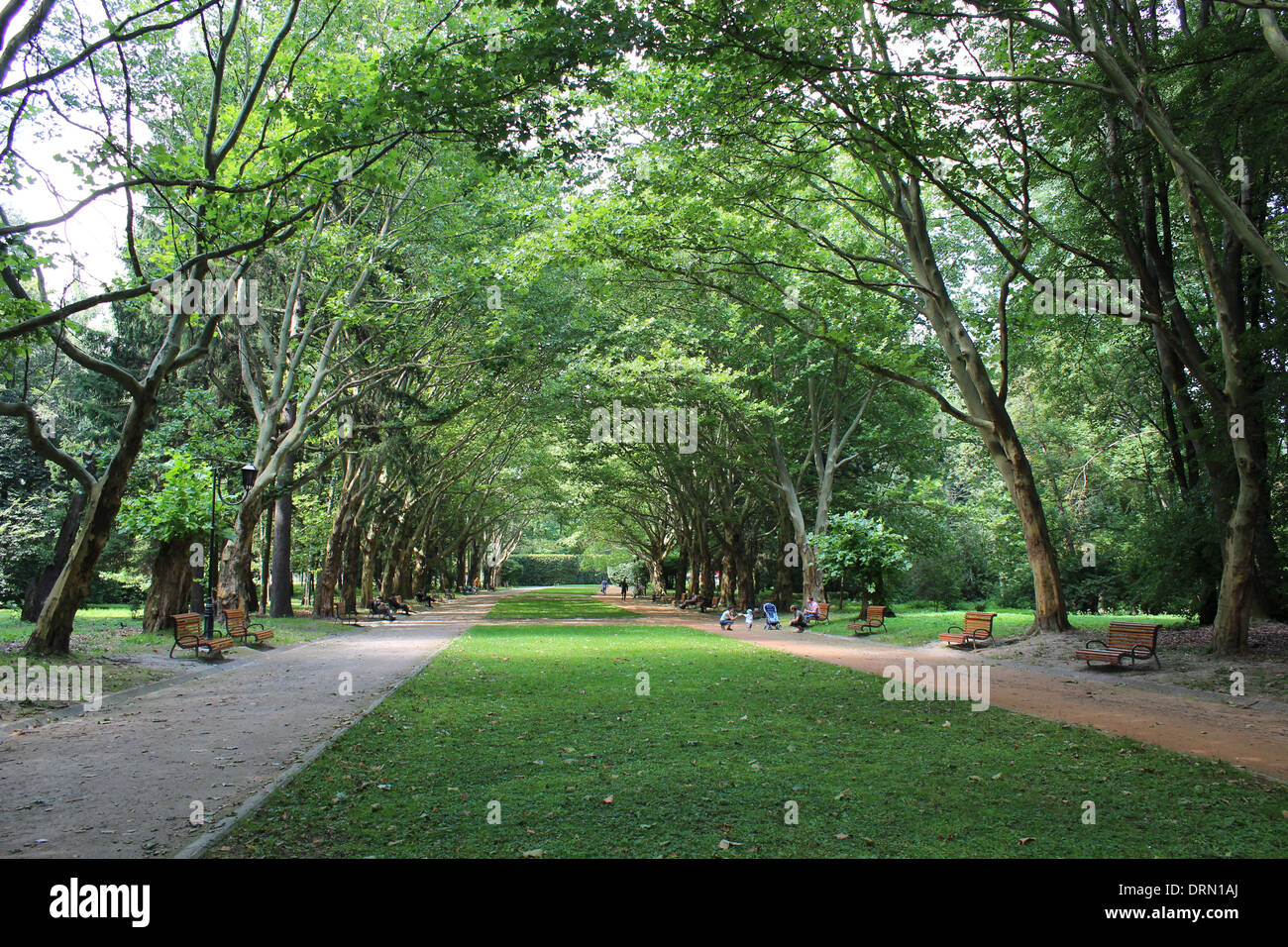 image of people having a rest in park with greater trees Stock Photo ...