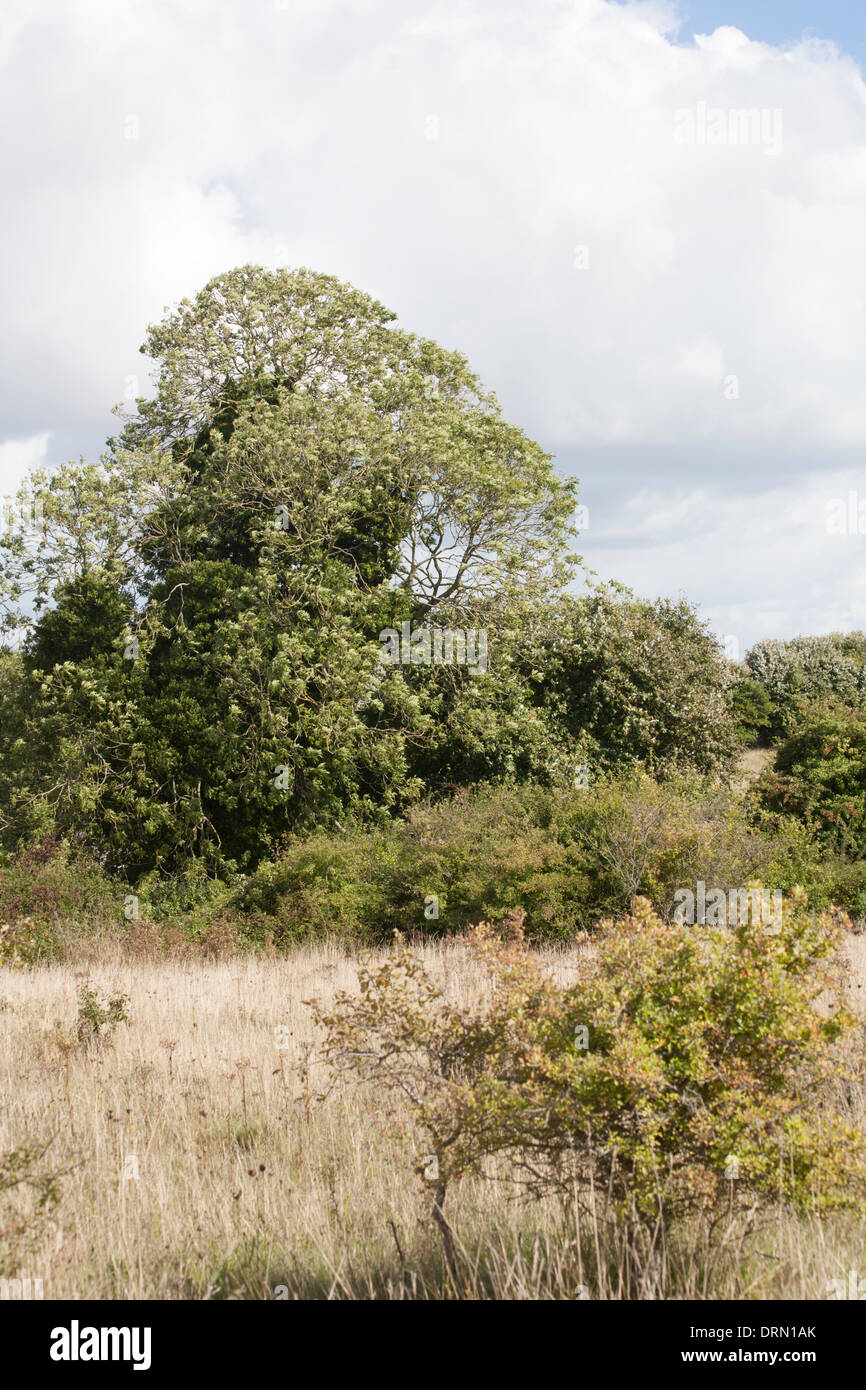 Martin down national nature reserve hi-res stock photography and images ...