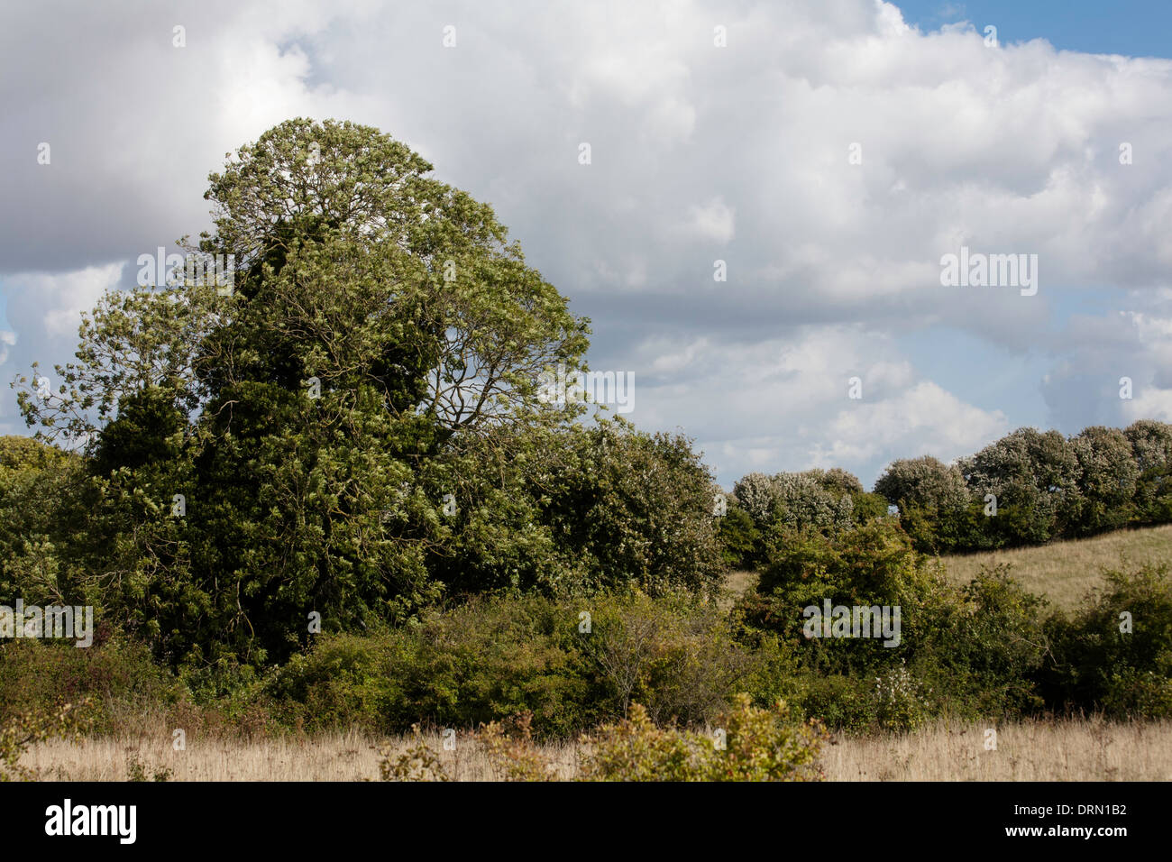 Ash Tree Martin Down National Nature Reserve near Cranborne Dorset ...