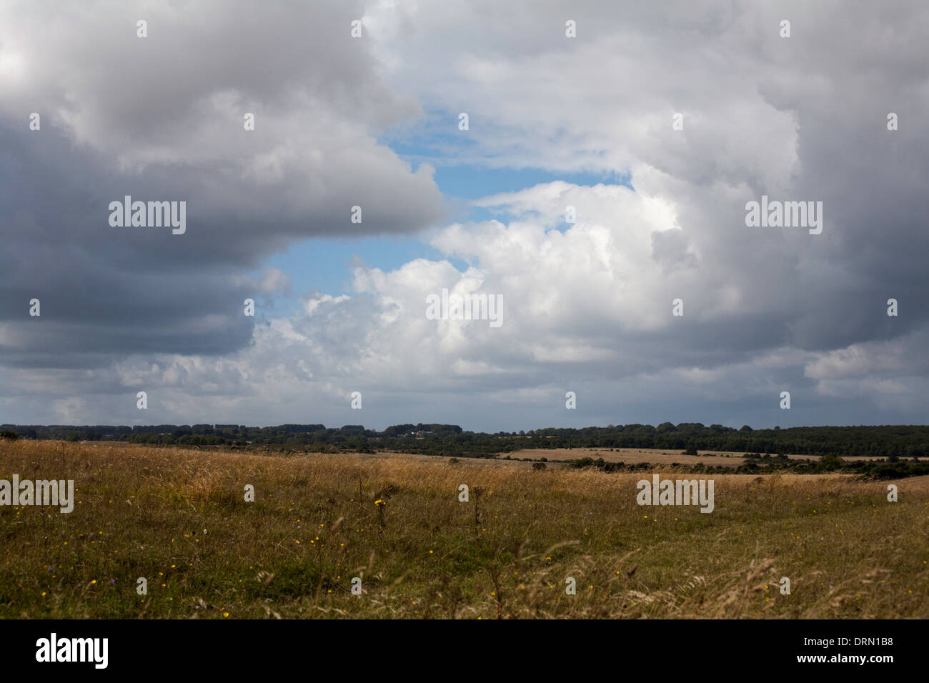 Martin down nature reserve hi-res stock photography and images - Alamy