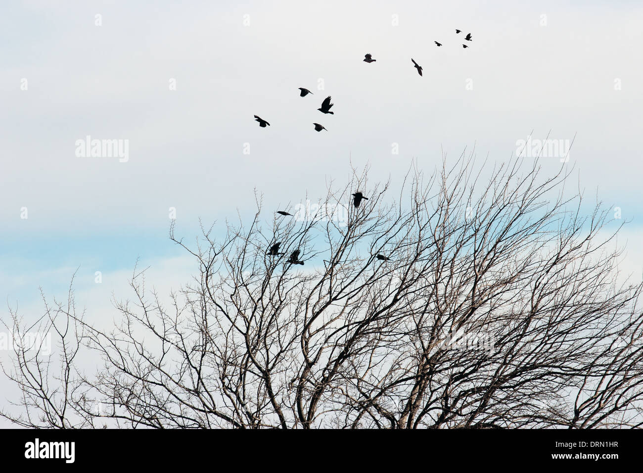 Flock of crows in a field at winter time Stock Photo - Alamy