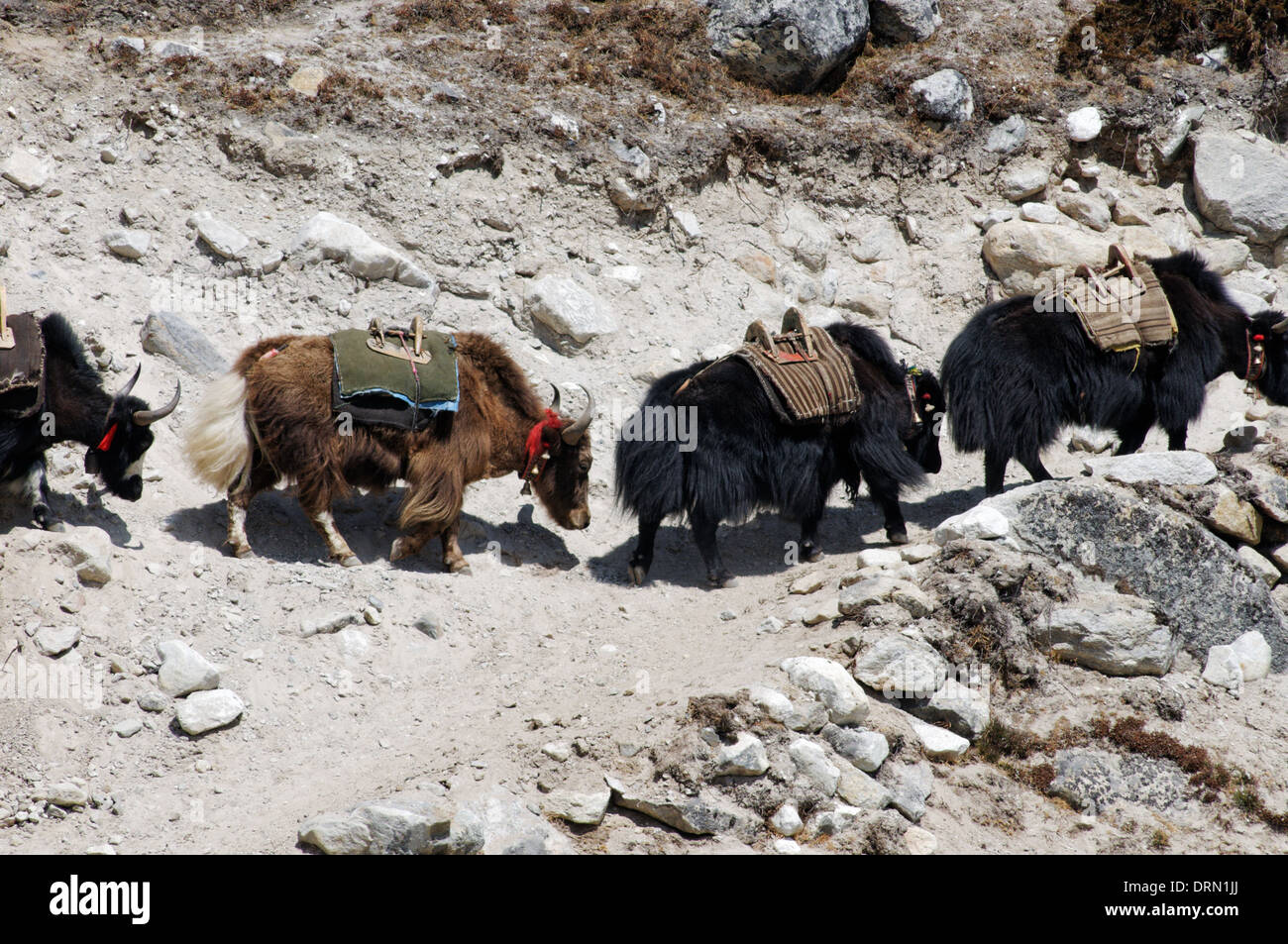 Yak in himalaya hi-res stock photography and images - Alamy