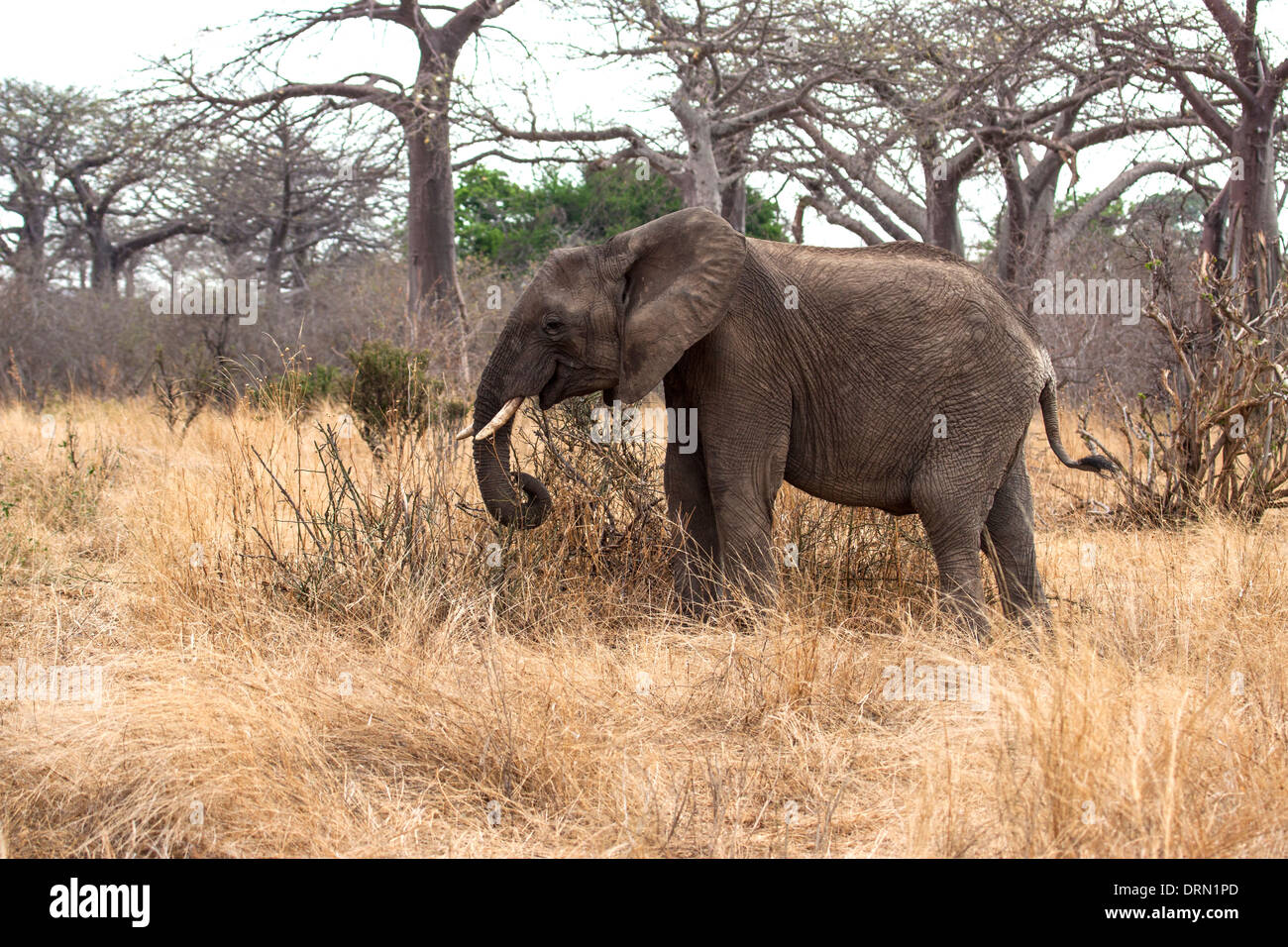 Female African elephant feeding Stock Photo - Alamy Female African elephant feeding Stock Photo - Alamy