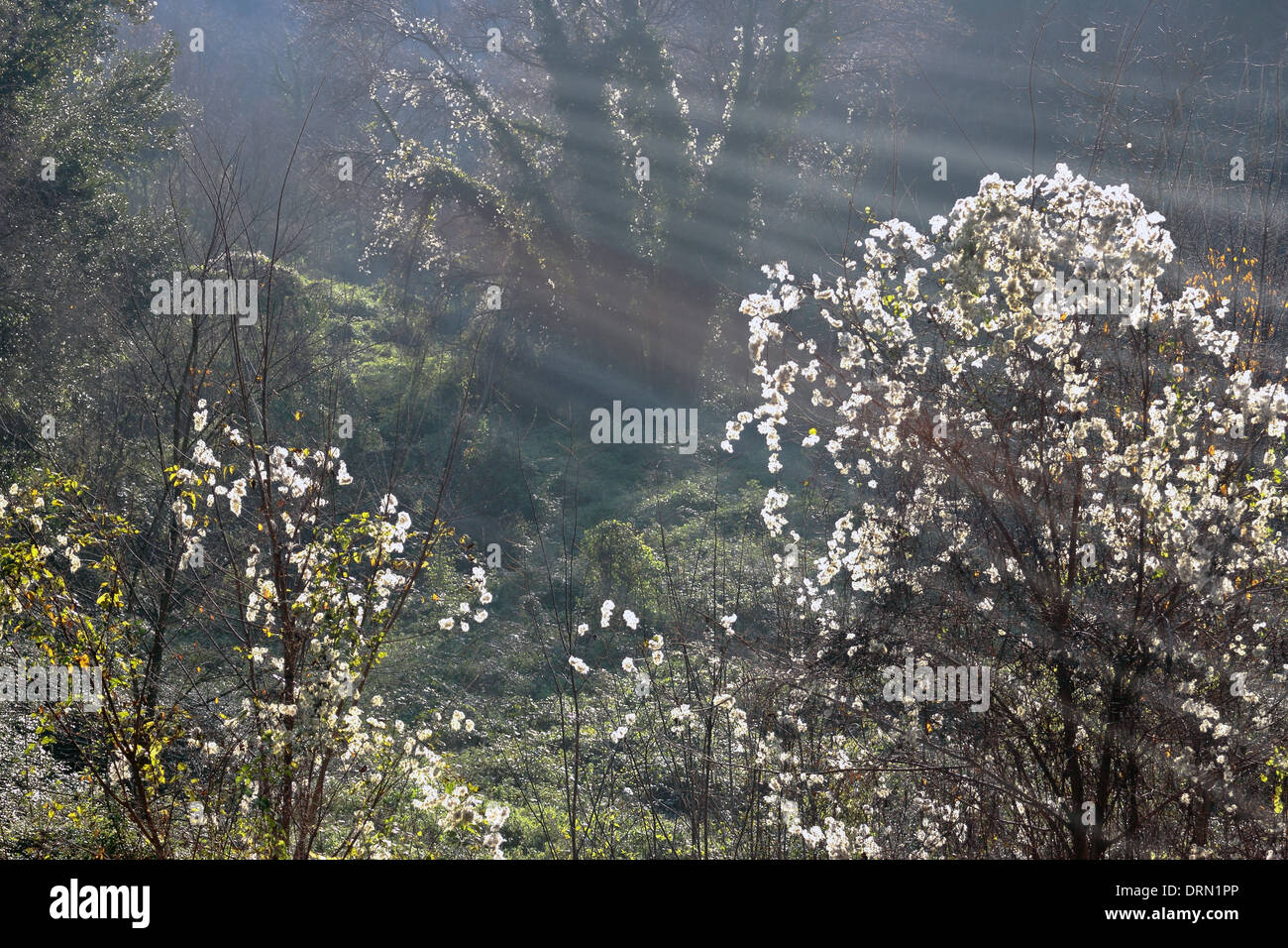 Early morning sunbeam in spring time Stock Photo - Alamy