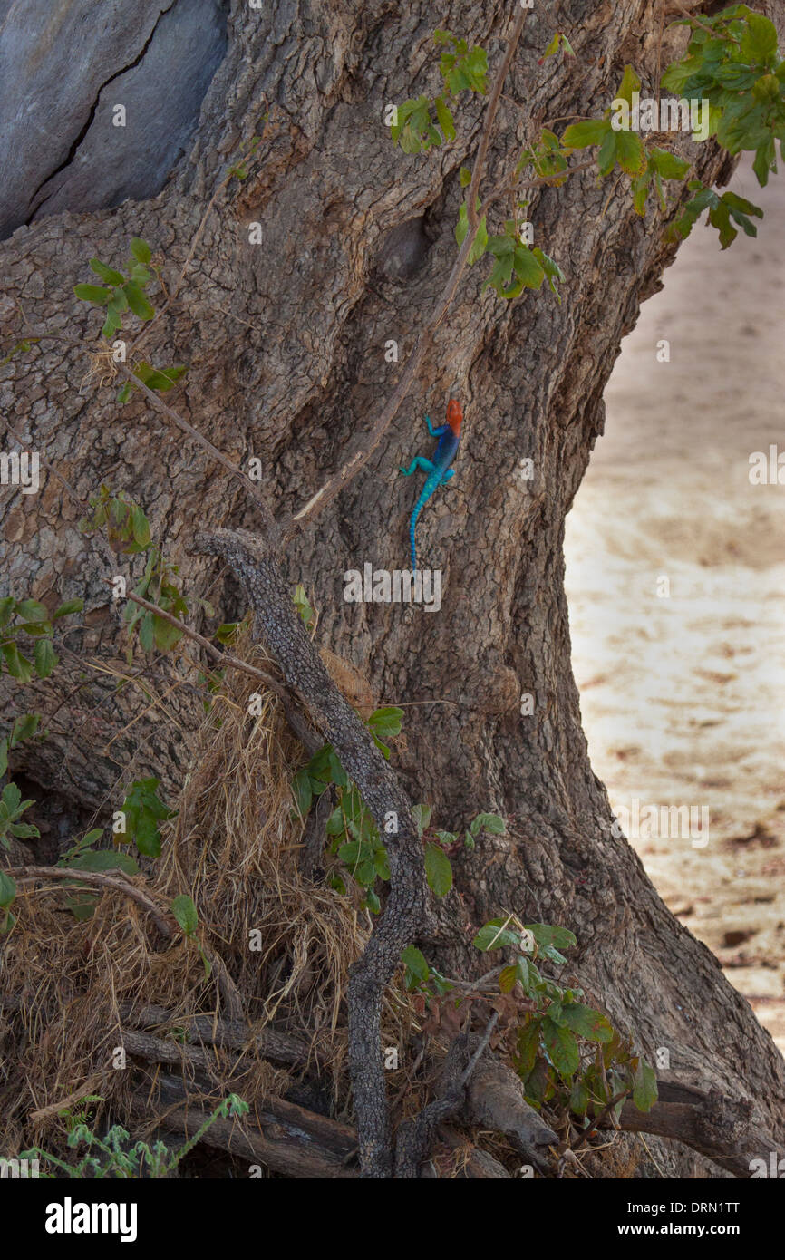 Red and blue lizard, tanzania hi-res stock photography and images - Alamy