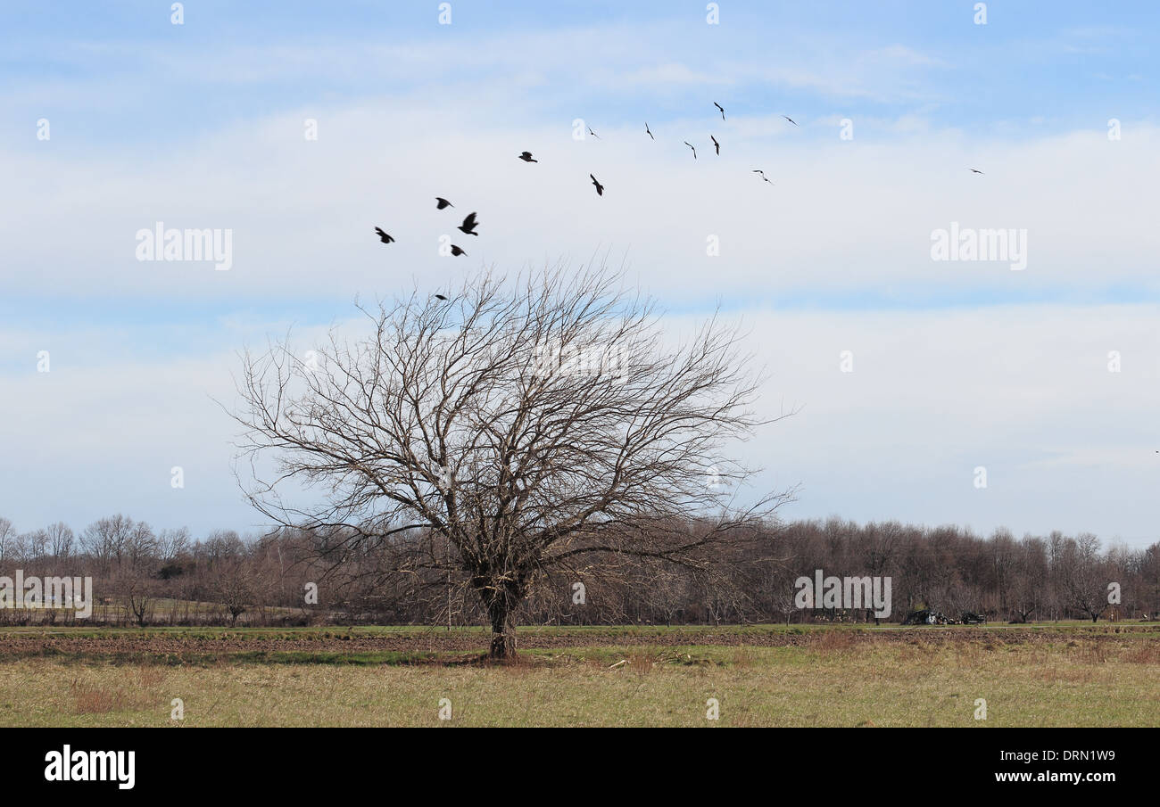 Crows in a field hi-res stock photography and images - Alamy