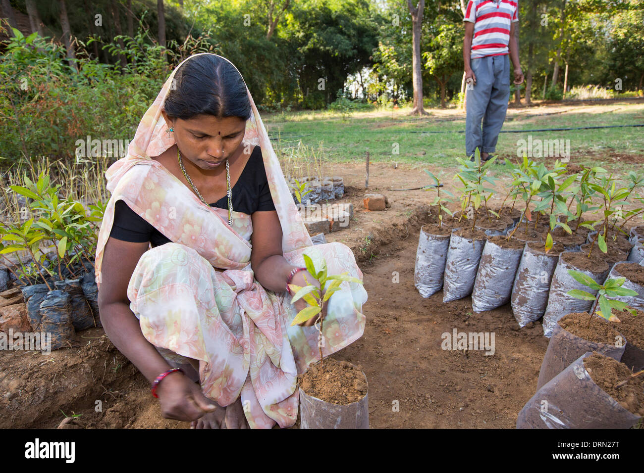 Tree planting at the Muni Seva Ashram in Goraj, near Vadodara, India ...
