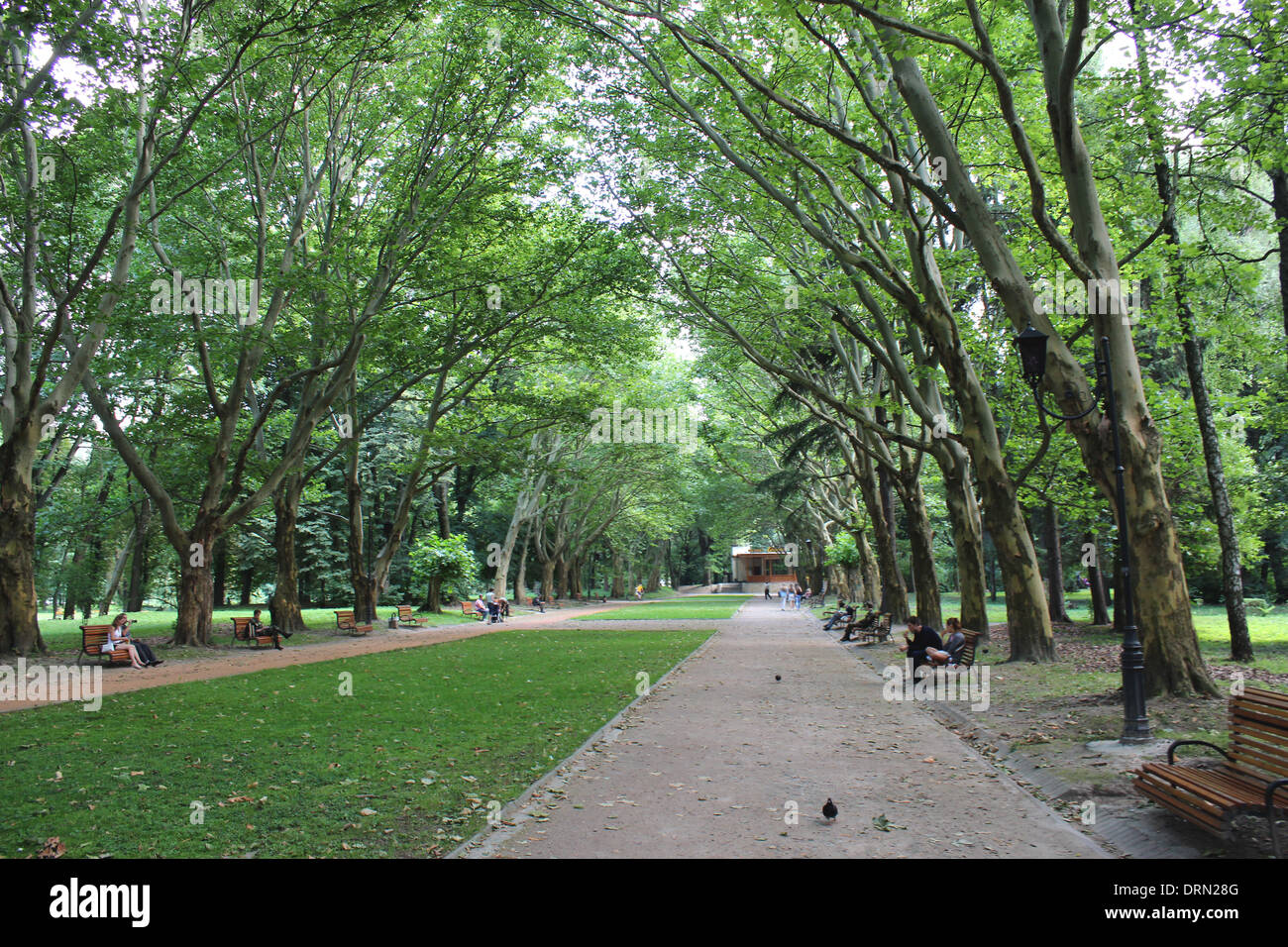 image of people having a rest in park with greater trees Stock Photo ...