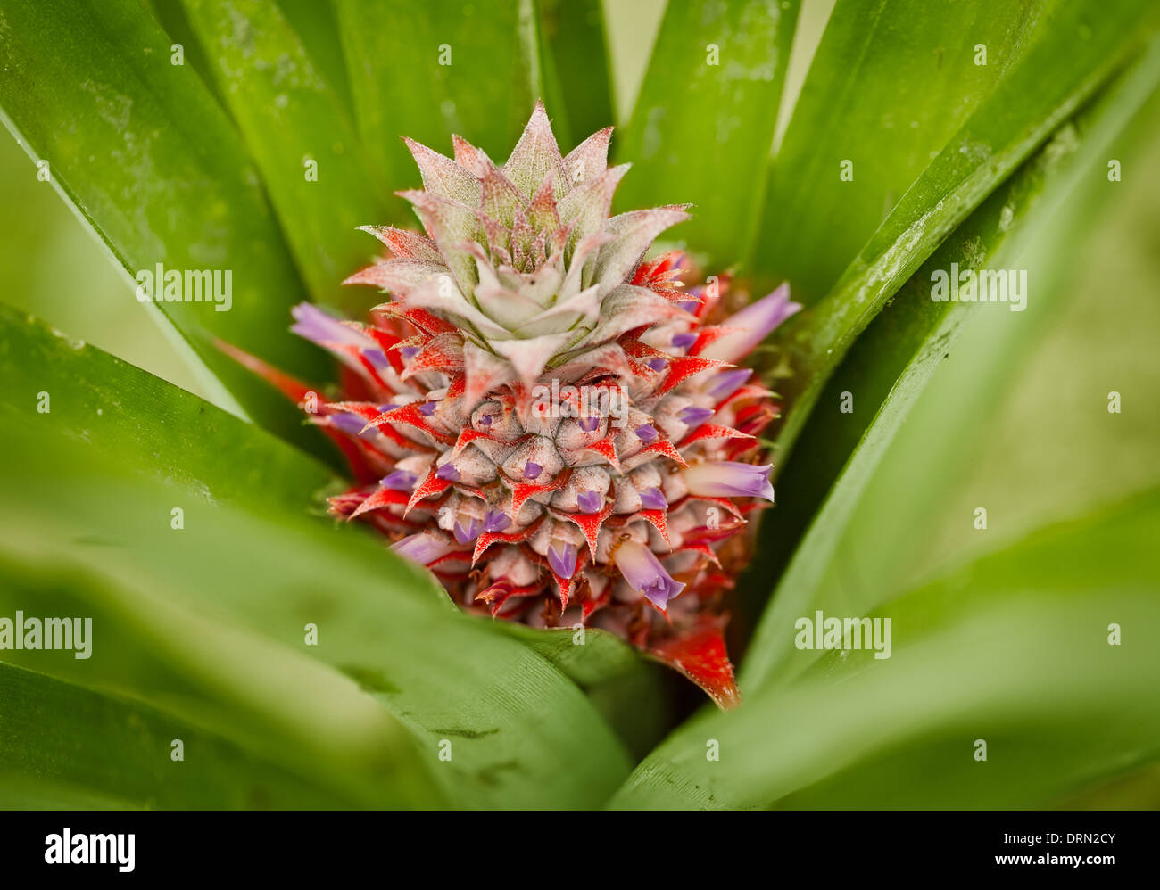 Pineapple Bush High Resolution Stock Photography and Images - Alamy