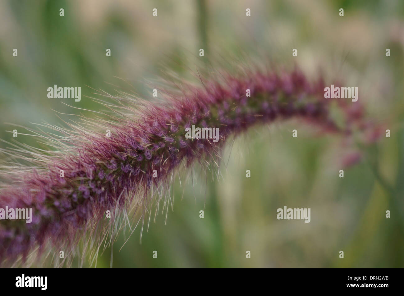 Violet wheat-type grass twig in summer afternoon Stock Photo - Alamy