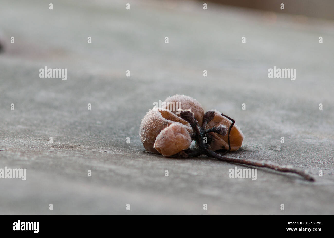Grapes in ice cold hi-res stock photography and images - Alamy