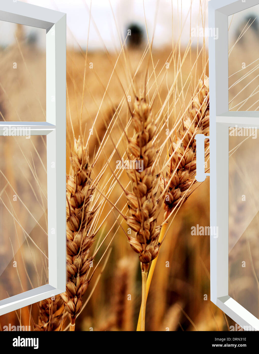opened white window to the field of wheat Stock Photo - Alamy