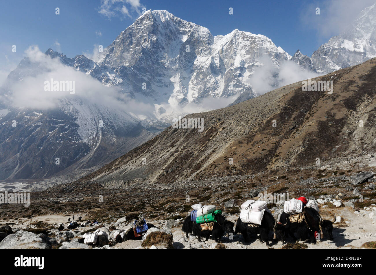 A yak train in the everest region of the himalayas with Taboche peak ...