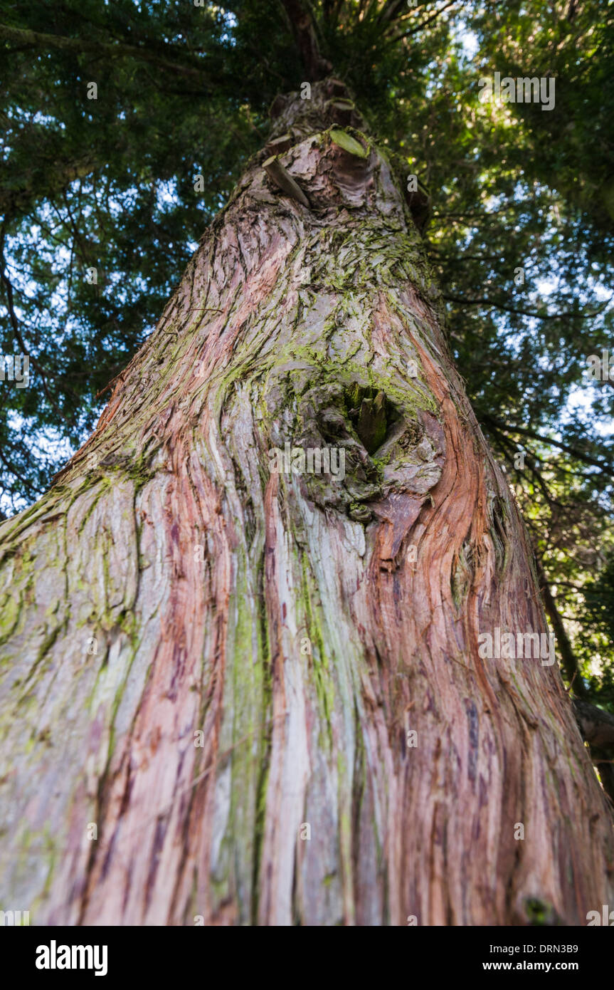 Trunk large tree bark trees hi-res stock photography and images - Alamy