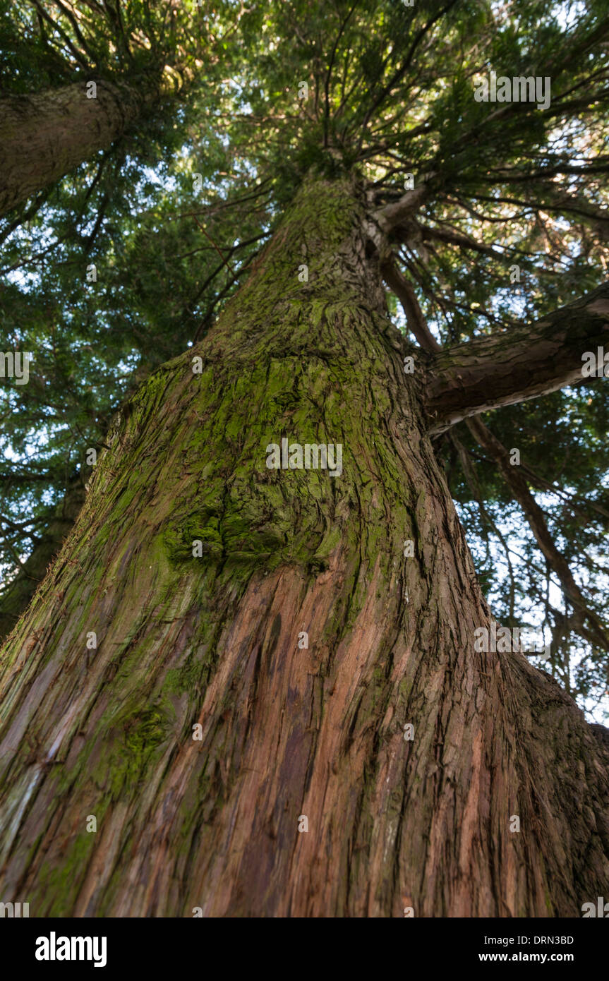 Trunk large tree bark trees hi-res stock photography and images - Alamy