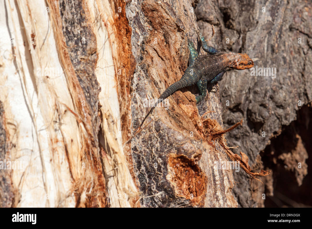 Red-headed rock agama Stock Photo - Alamy