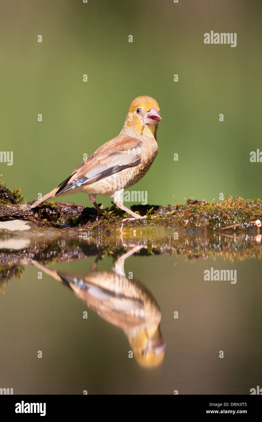 Hawfinch coccothraustes coccothraustes juvenile bird hi-res stock ...
