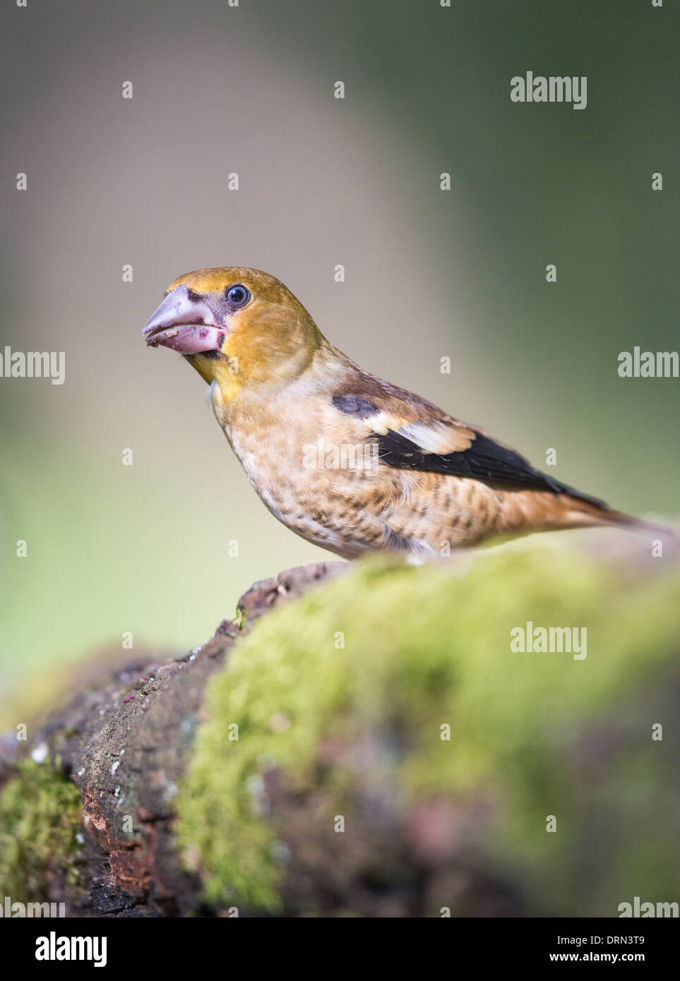Hawfinch coccothraustes coccothraustes juvenile bird hi-res stock ...