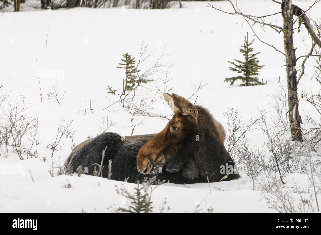 Resting moose hi-res stock photography and images - Alamy