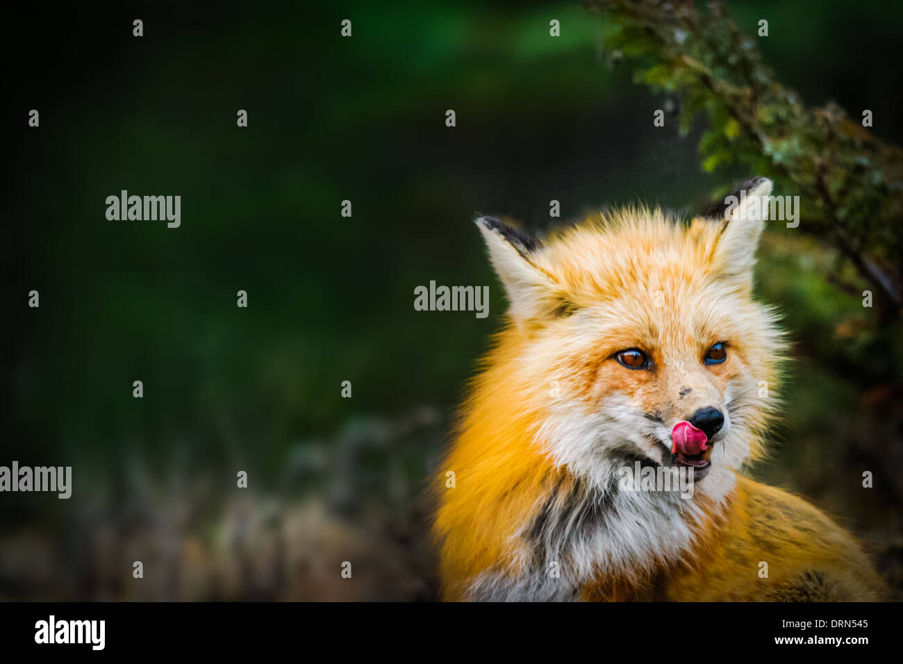 Wild Red Fox, Jasper National Park Alberta Canada Stock Photo - Alamy