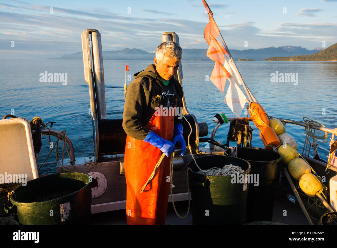 Fisherman laying out longline for Black Cod commercial fishing, Chatham ...