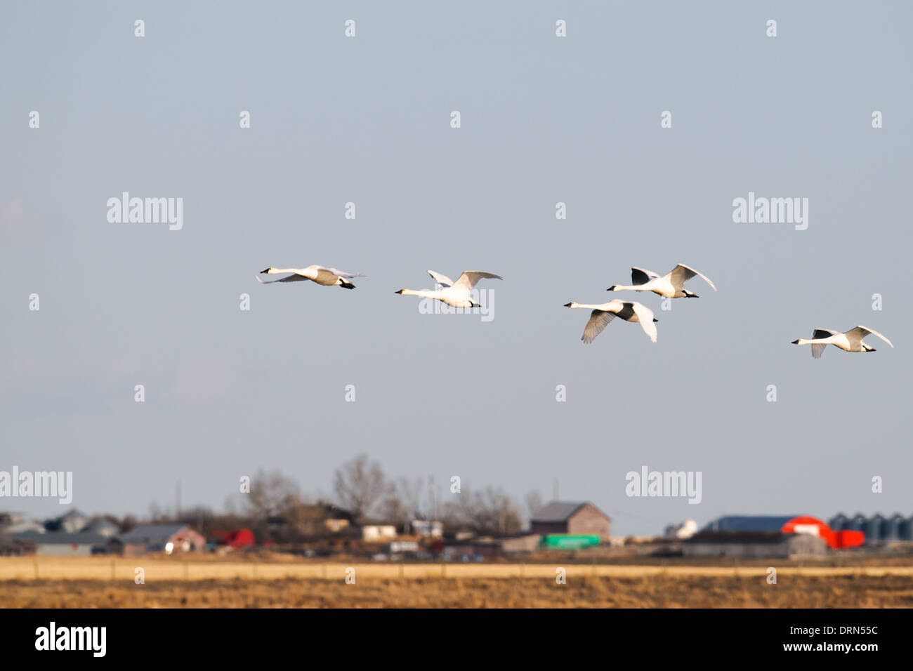 Flying tundra swans hi-res stock photography and images - Alamy