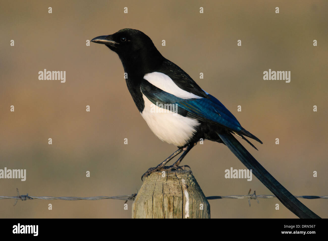 Black-billed Magpie on a fence post Stock Photo - Alamy