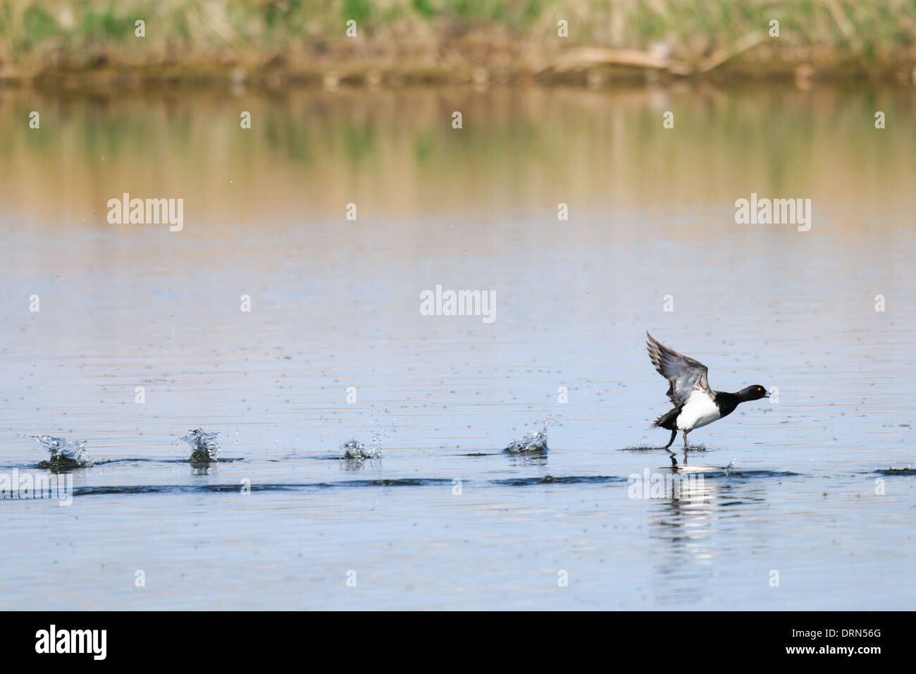 Lesser Scaup taking flight in a prairie pond Stock Photo - Alamy