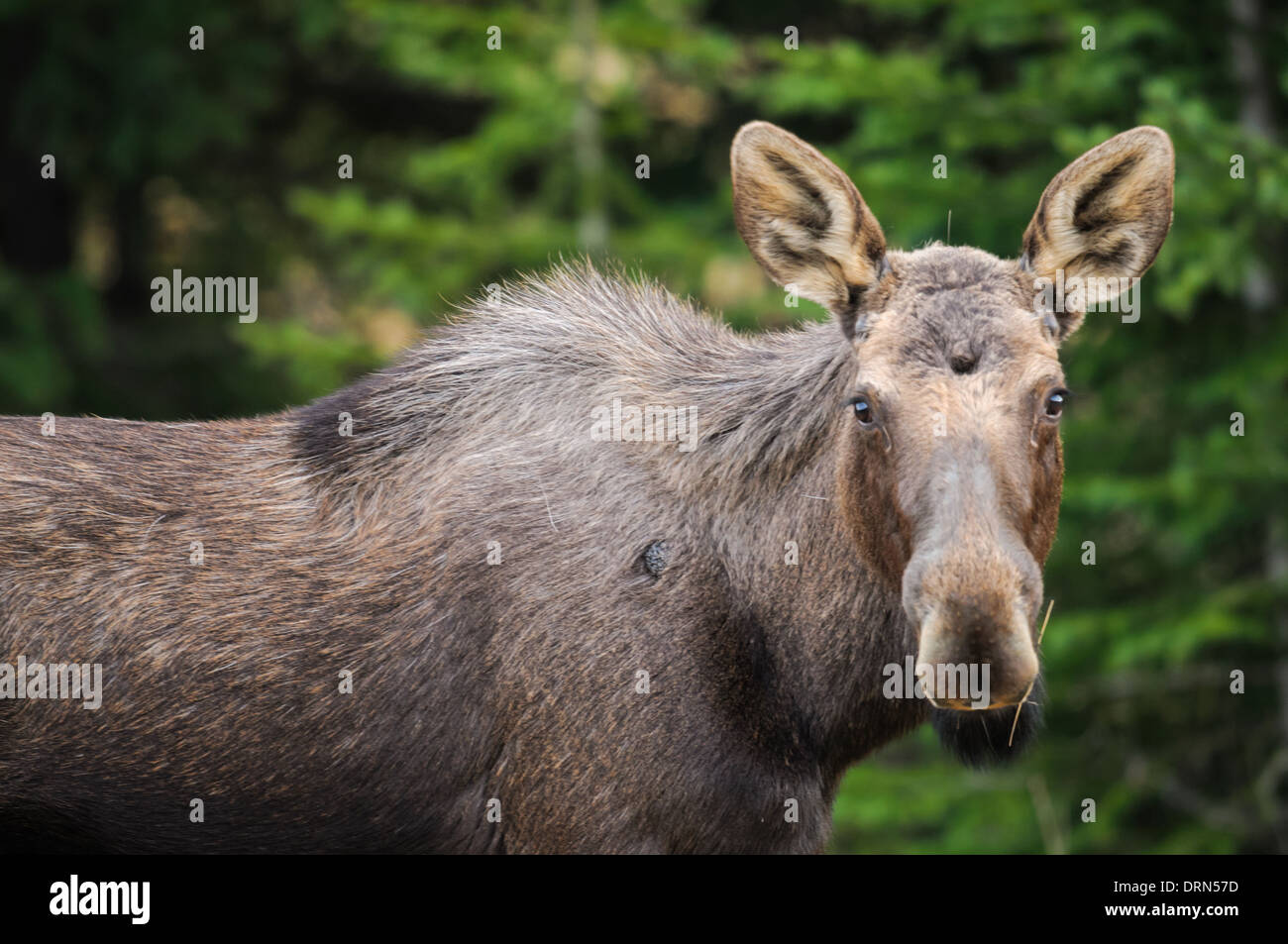 Moose country hi-res stock photography and images - Alamy