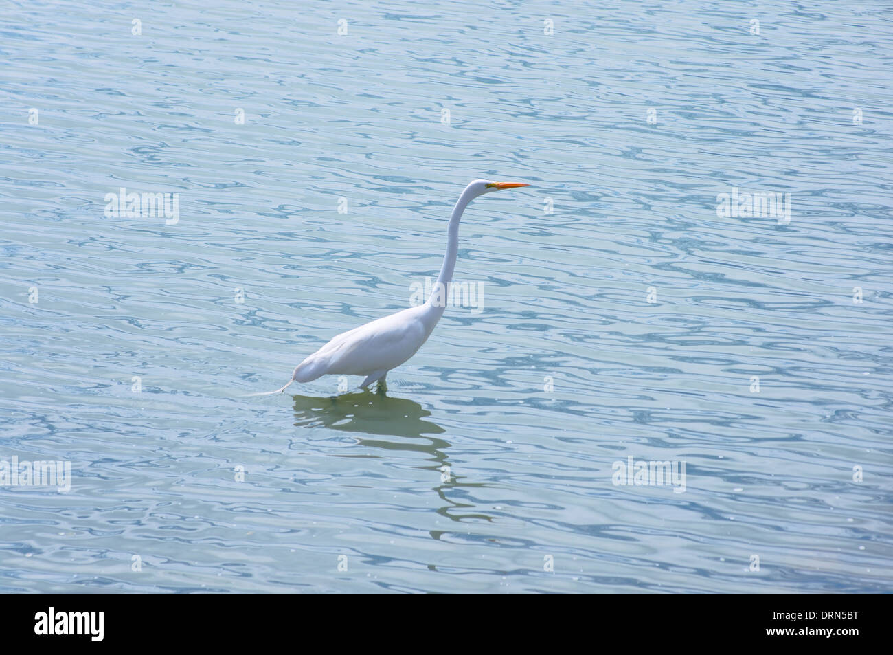Tropical egret hi-res stock photography and images - Alamy