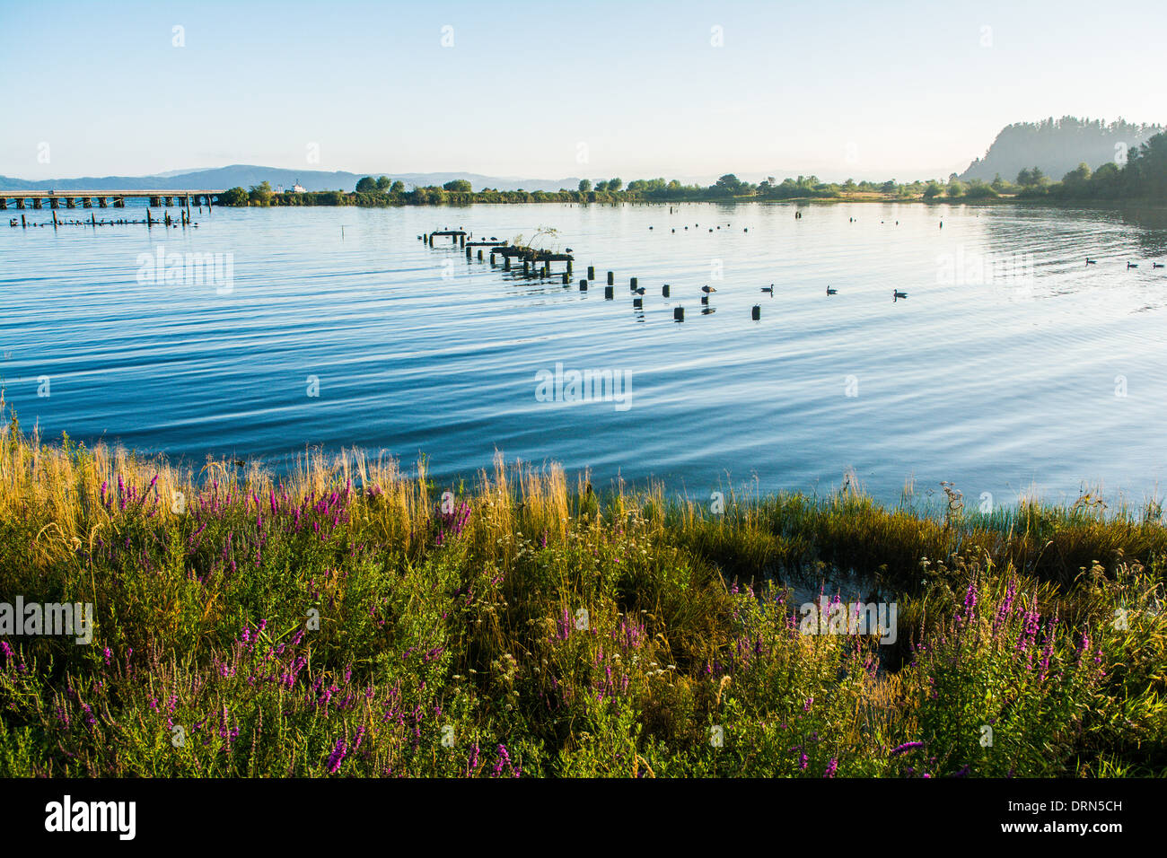Invasive exotic plant hi-res stock photography and images - Alamy