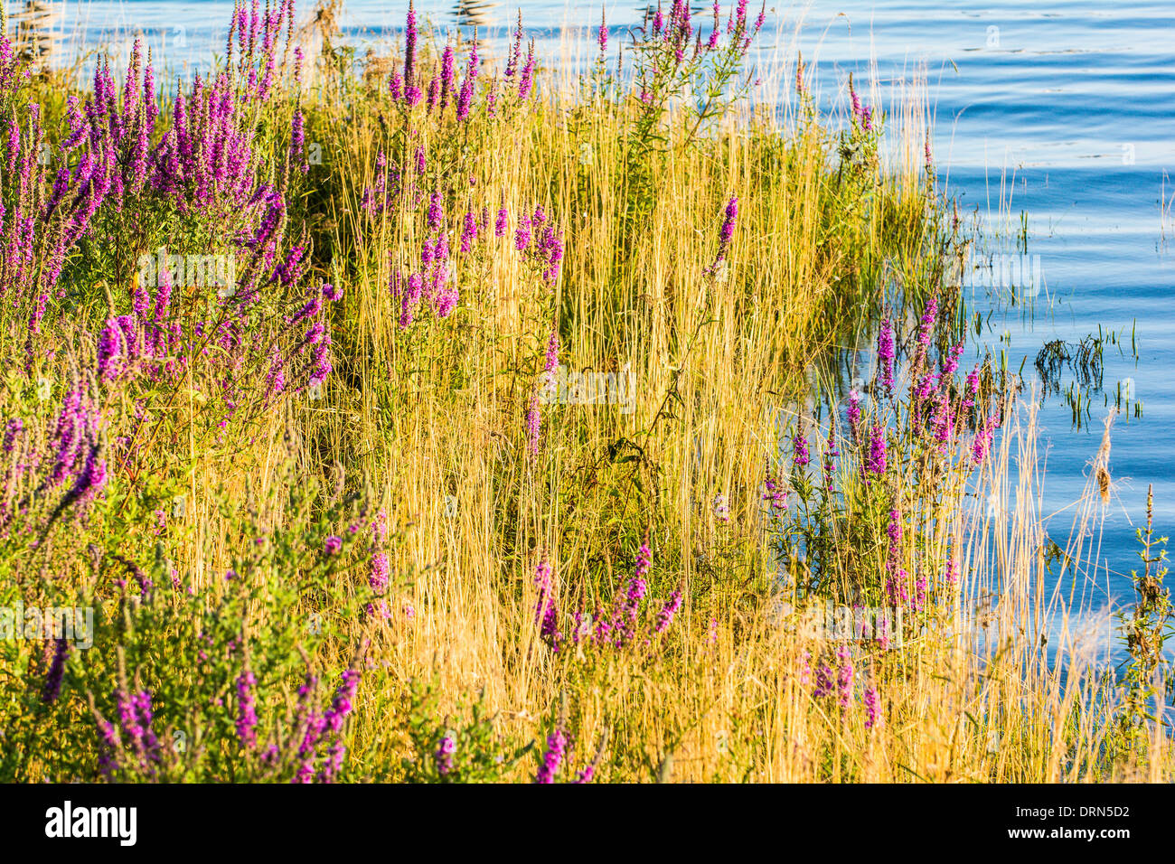 Purple Loosestrife (Lythrum salicaria), an invasive weed on the shores ...