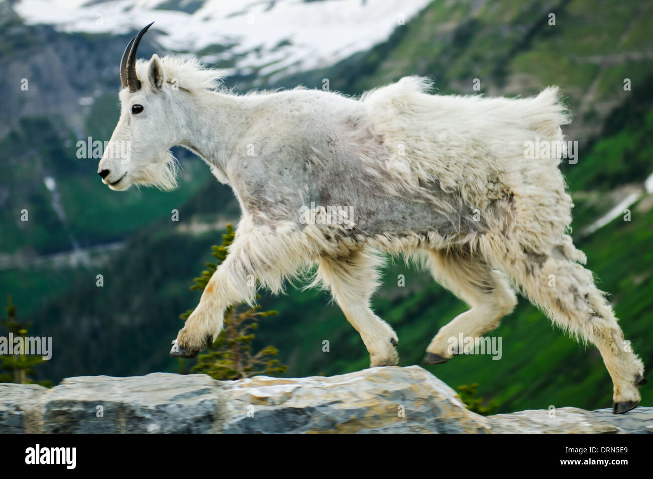Mountain goat banff national park hi-res stock photography and images ...