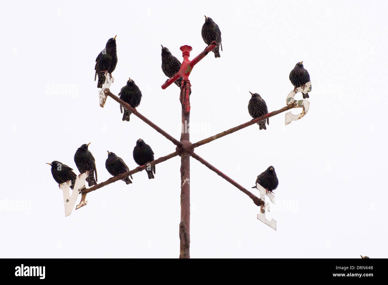 Wind vane bird hi-res stock photography and images - Alamy