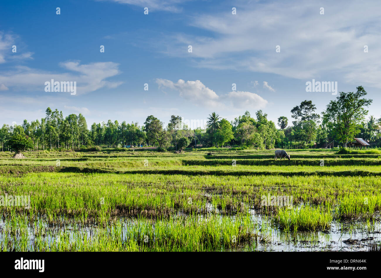 Rice field in Thailand in the agriculture industry concept Stock Photo ...