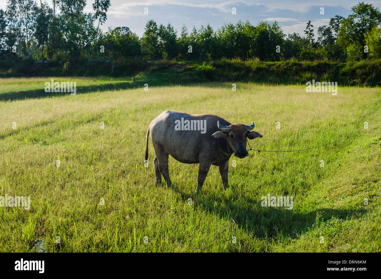 Thai water buffalo in the rice field countryside Stock Photo - Alamy