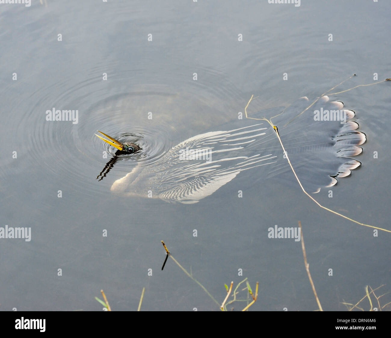 Anhinga Fishing In Wetland Pond Stock Photo - Alamy