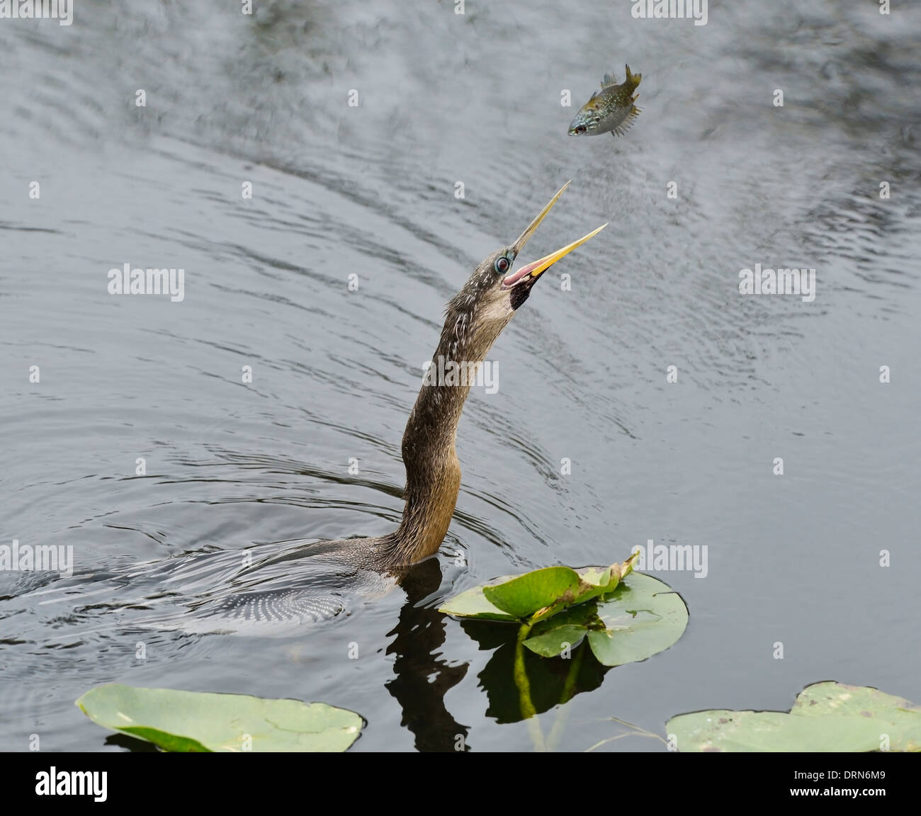 Anhinga Fishing In Wetland Pond Stock Photo - Alamy