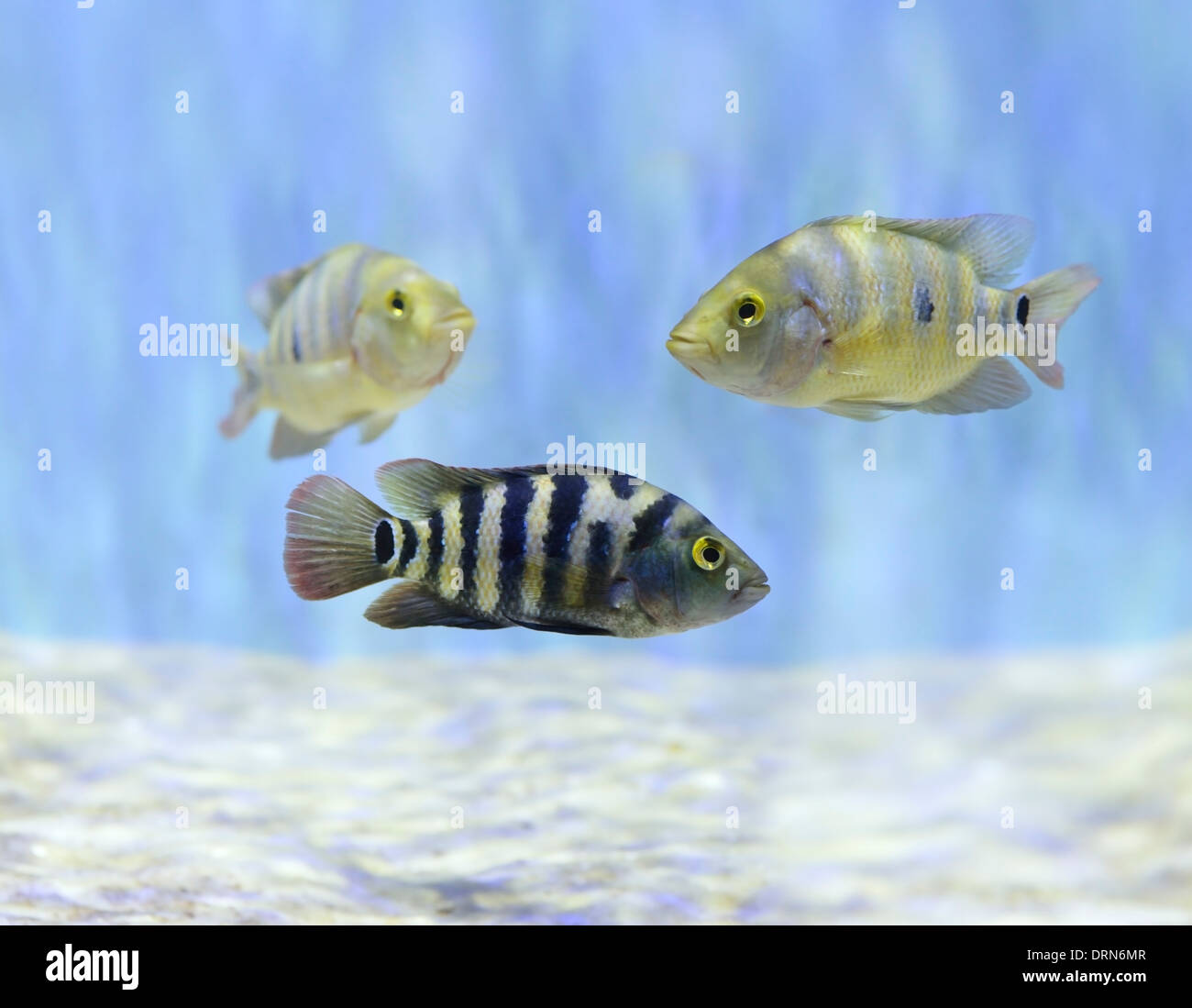 Underwater swimming fish aquarium hi-res stock photography and images ...