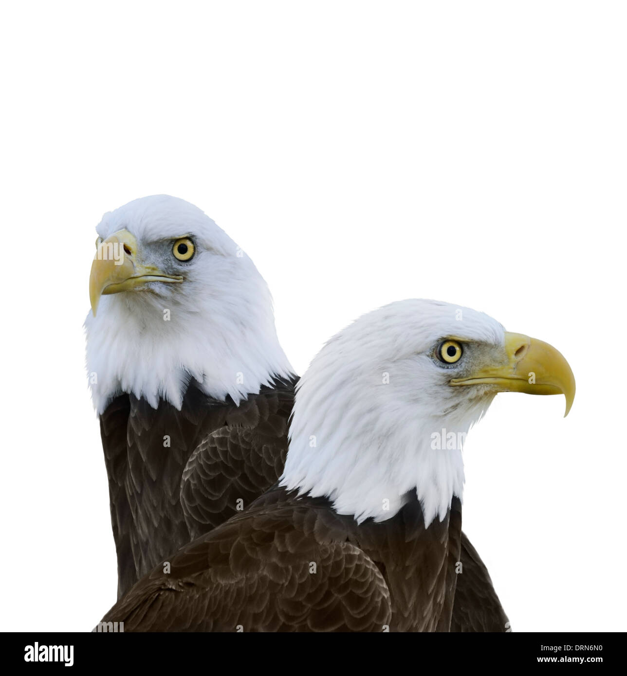 American Bald Eagles Isolated On White Background Stock Photo - Alamy