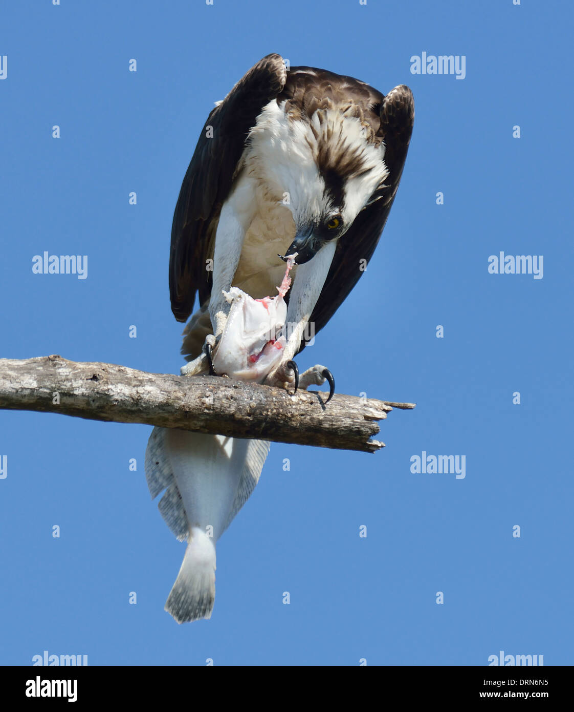 Osprey Feeding On Fish On A Tree Stock Photo - Alamy