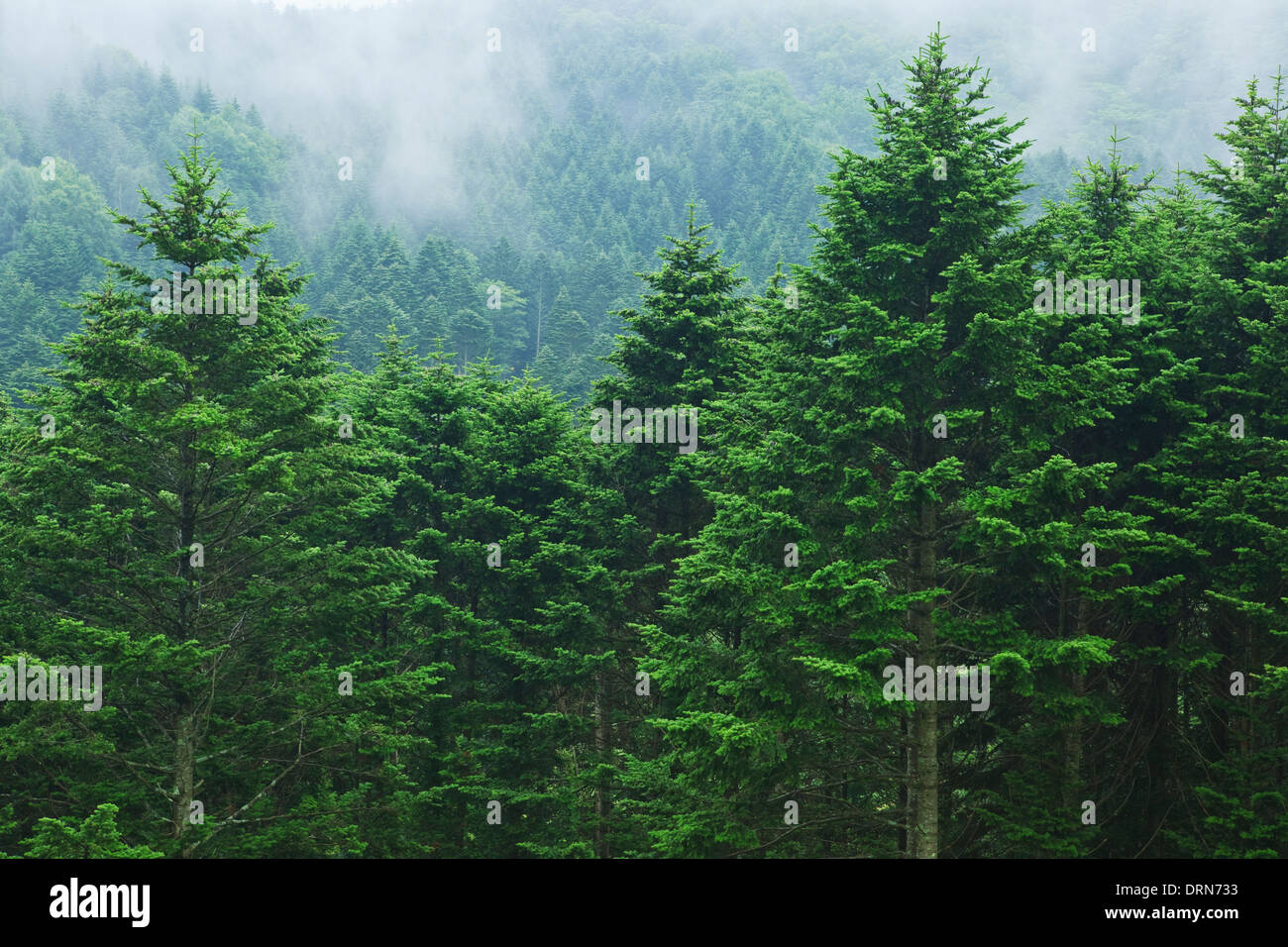 Forest after the rain Stock Photo - Alamy