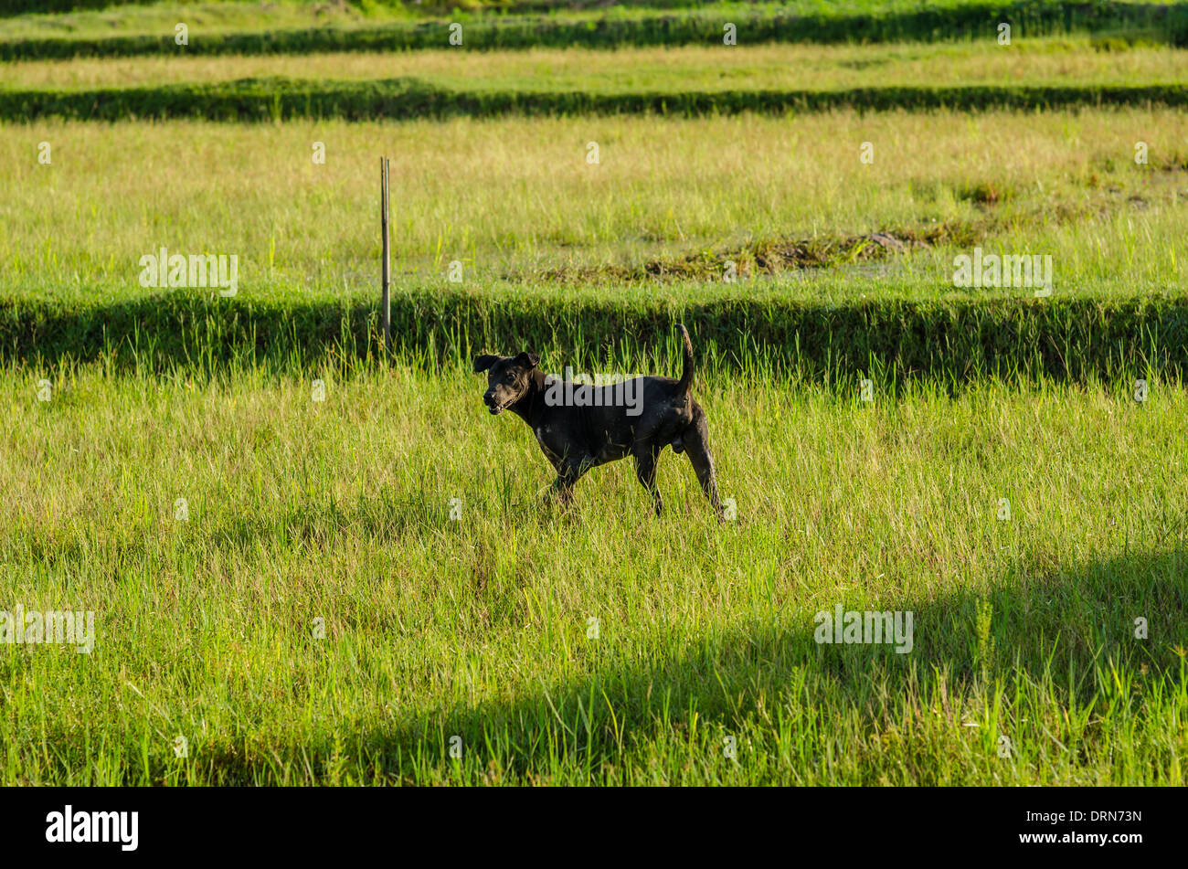 Rice field and dog in Thailand in the agriculture industry concept ...