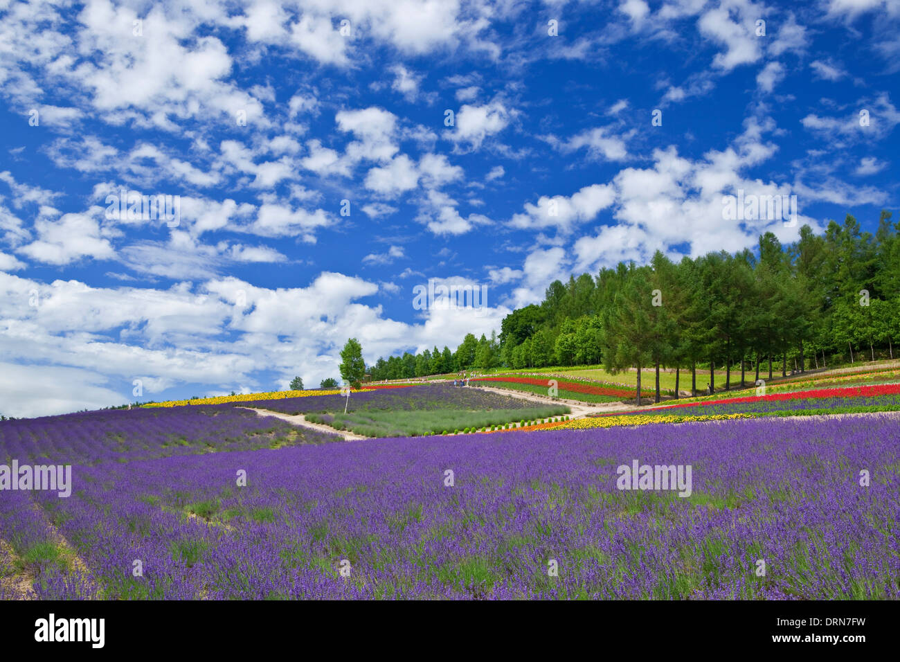 Lavender color patterns hi-res stock photography and images - Alamy