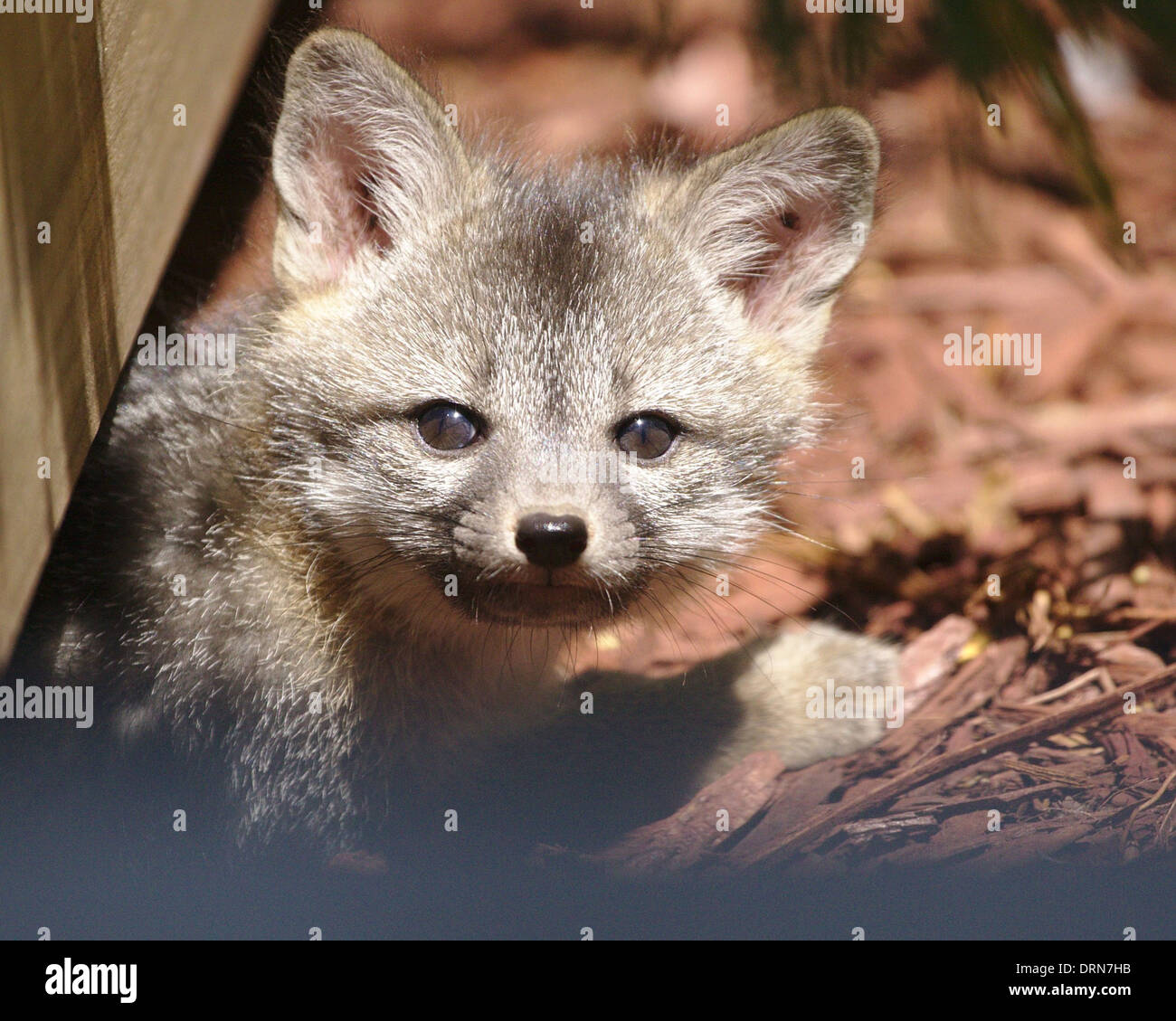 Head portrait of a brown fox kit emerging from underneath a wooden deck ...