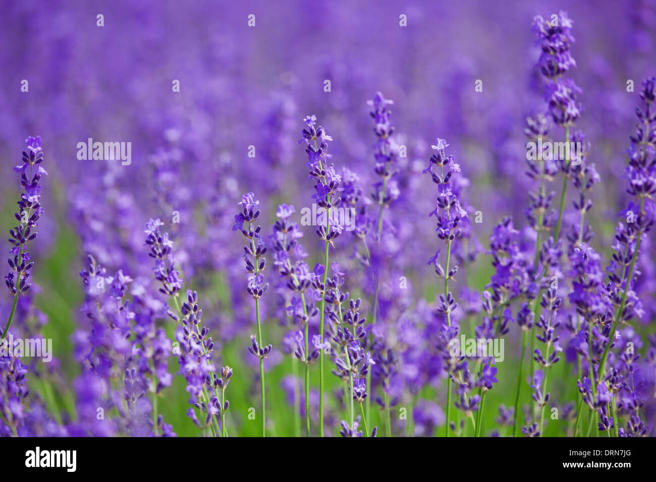 Lavender color patterns hi-res stock photography and images - Alamy